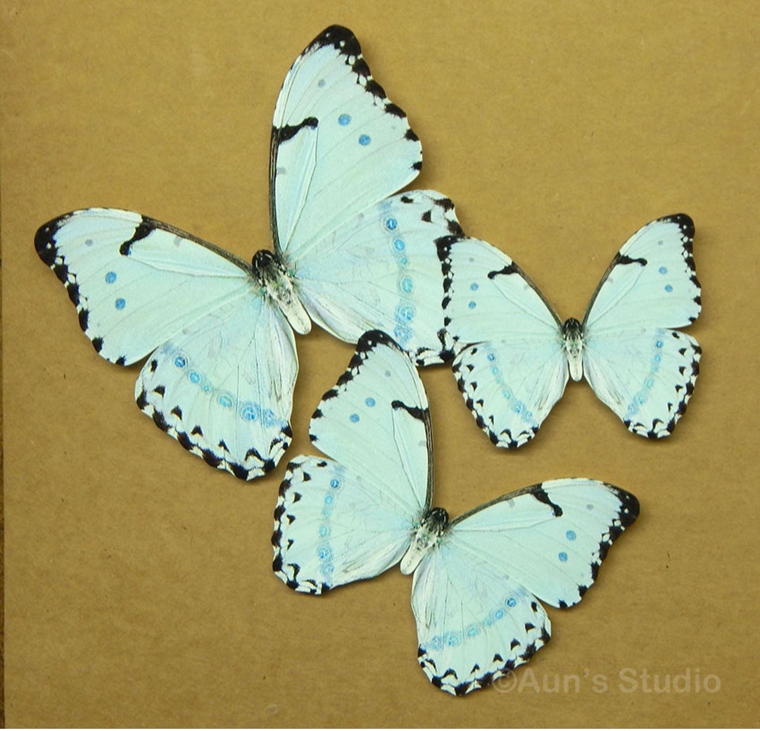 Large Pale Blue Paper Butterflies, Realistic Replicas, Flat/bendable ...