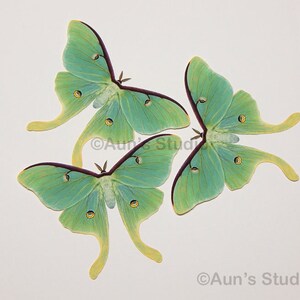Life-like Paper Luna Moth Cutouts - Female Moths Set of Three - Etsy