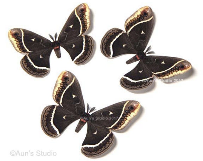 Paper Moths Paper Moth Cutouts Realistic Paper Moths - Etsy
