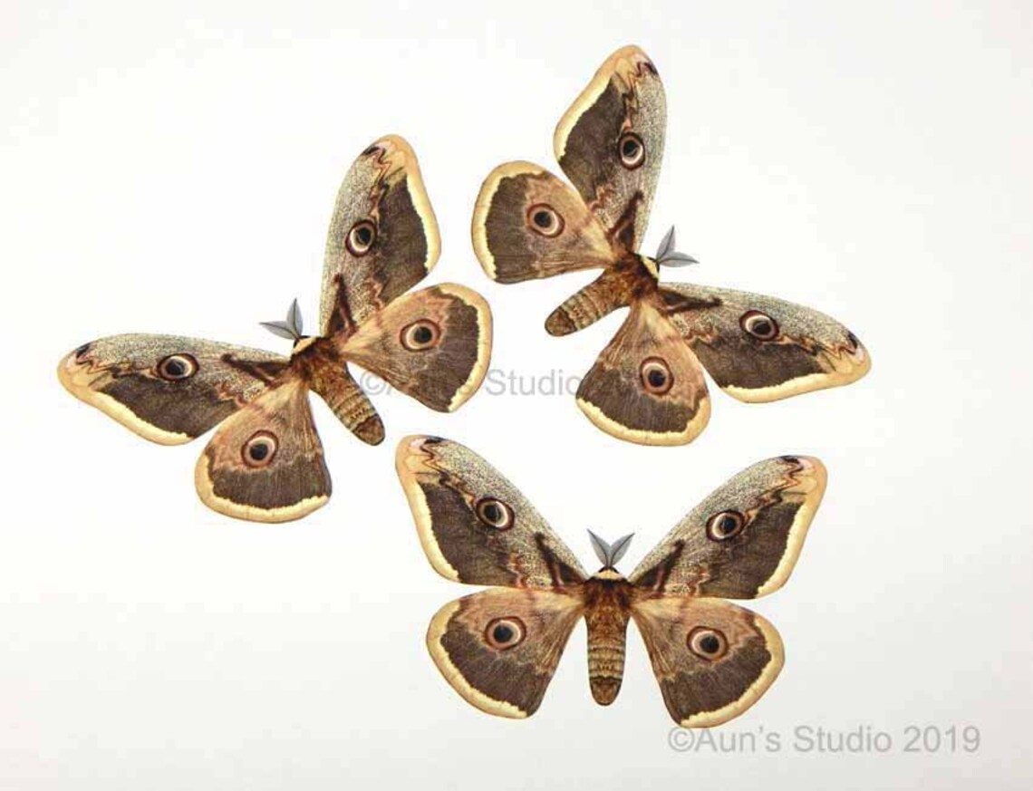 Realistic Paper Moths, Great Peacock Moth Paper Cutouts Set of 3 - Etsy