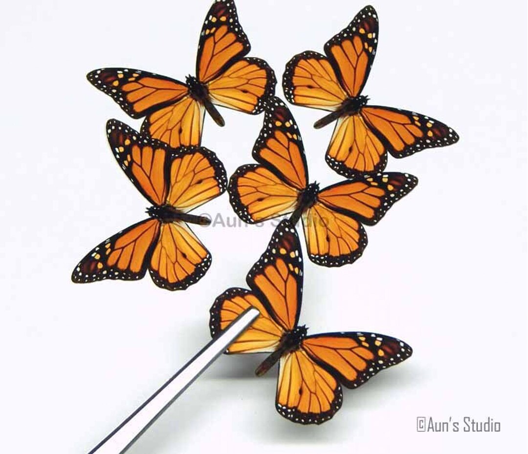Small Paper Monarch Butterflies, Set of 5 ONE SIDED, Bendable - Etsy