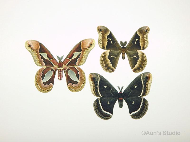 Realistic Paper Silk Moth Cutouts: Set of 3, One-sided - Etsy