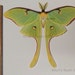 Luna Moth, Luna Moth Paper Cutouts, Realistic Paper Moths, 5 Pieces - Etsy
