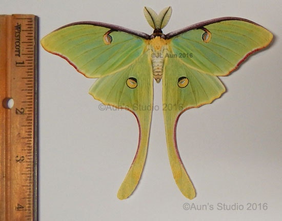 Luna Moth, Luna Moth Paper Cutouts, Realistic Paper Moths, 5 Pieces - Etsy