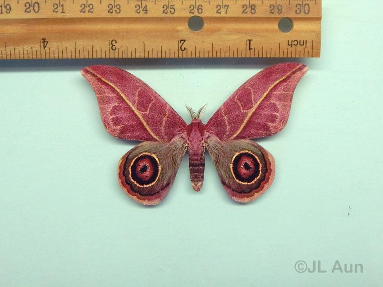 Realistic Paper Moth Cutouts, Double Sided, Pink Silk Moth 3 Pieces - Etsy