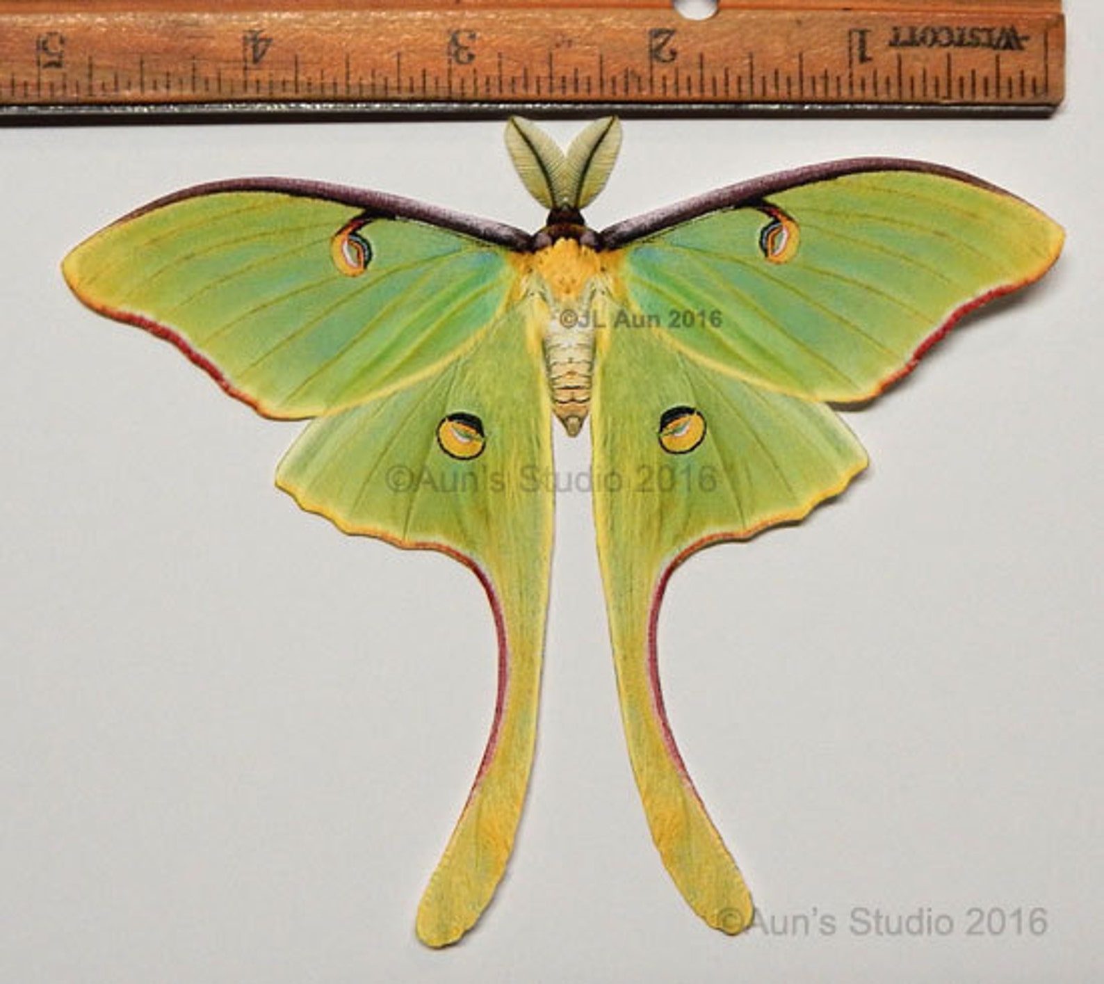 Luna Moth, Luna Moth Paper Cutouts, Realistic Paper Moths, 5 Pieces - Etsy