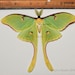 Luna Moth, Luna Moth Paper Cutouts, Realistic Paper Moths, 5 Pieces - Etsy