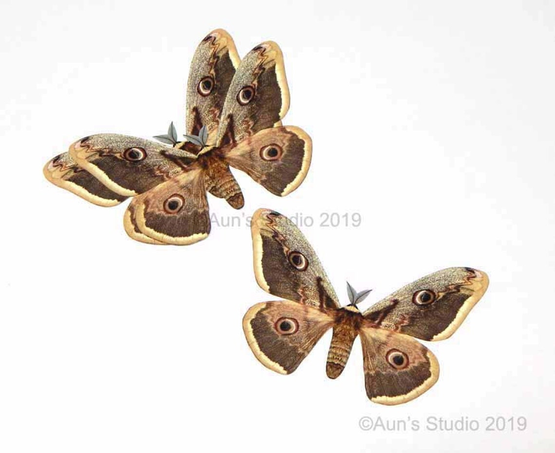 Realistic Paper Moths, Great Peacock Moth Paper Cutouts Set of 3 - Etsy