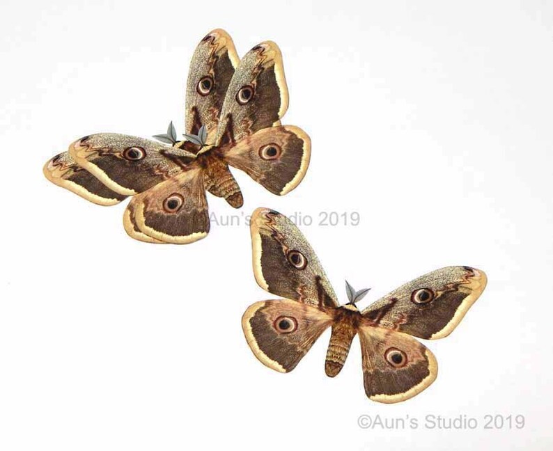 Realistic Paper Moths Great Peacock Moth Paper Cutouts Set of - Etsy