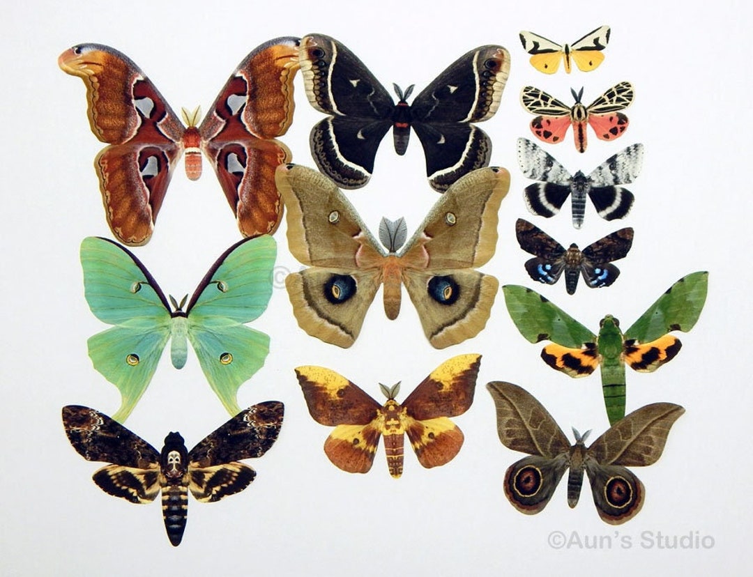 DOUBLE SIDED Paper Realistic Paper Moths, 10 Selected Pieces - Etsy