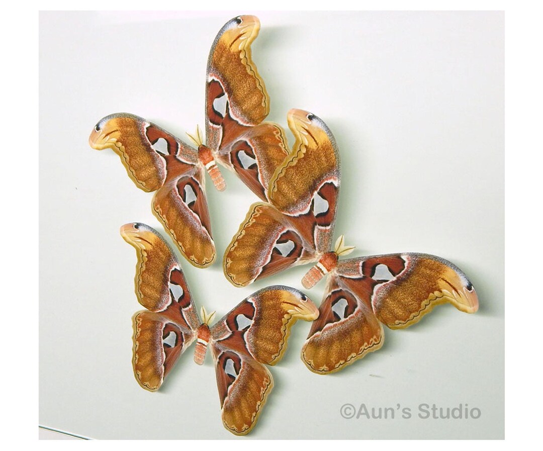 Realistic Paper Moth Cutouts, Set of Three Atlas Moth One Sided - Etsy