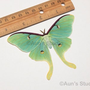 Life-like Paper Luna Moth Cutouts - Female Moths Set of Three - Etsy