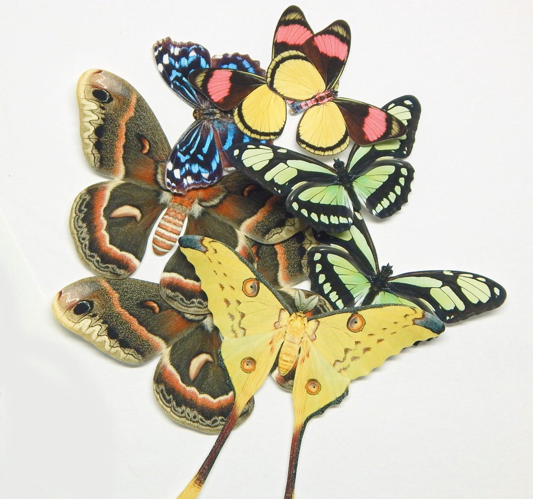 Butterfly and Moth Paper Cutouts Mix Imperfect Pack Discount - Etsy