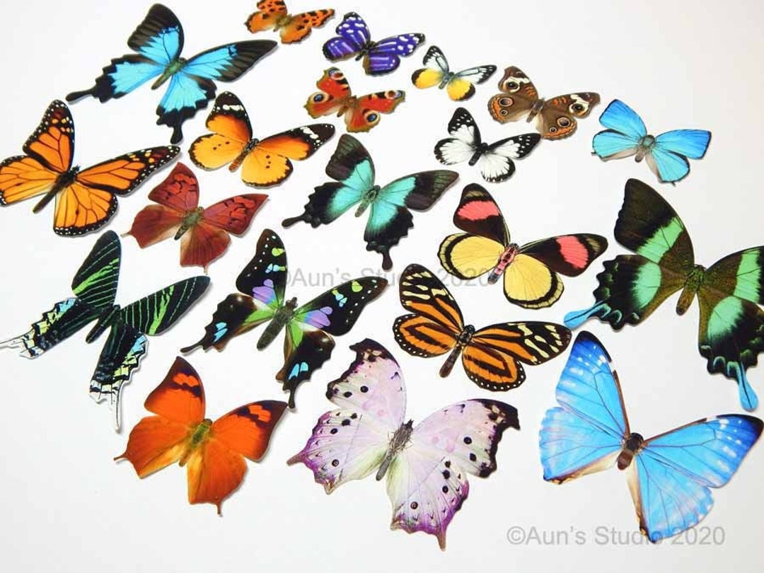 Realistic Paper Butterfly Cutouts 20 Pieces - Etsy
