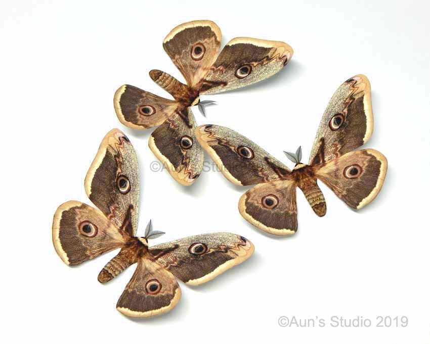 Realistic Paper Moths Great Peacock Moth Paper Cutouts Set of - Etsy
