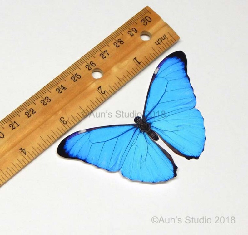 Blue Butterfly Paper Cutouts Realistic Morpho Butterfly - Etsy