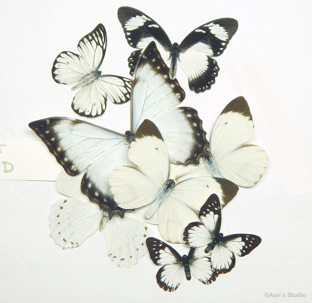 White Paper Butterfly Cutouts: One-sided Decoration - Etsy