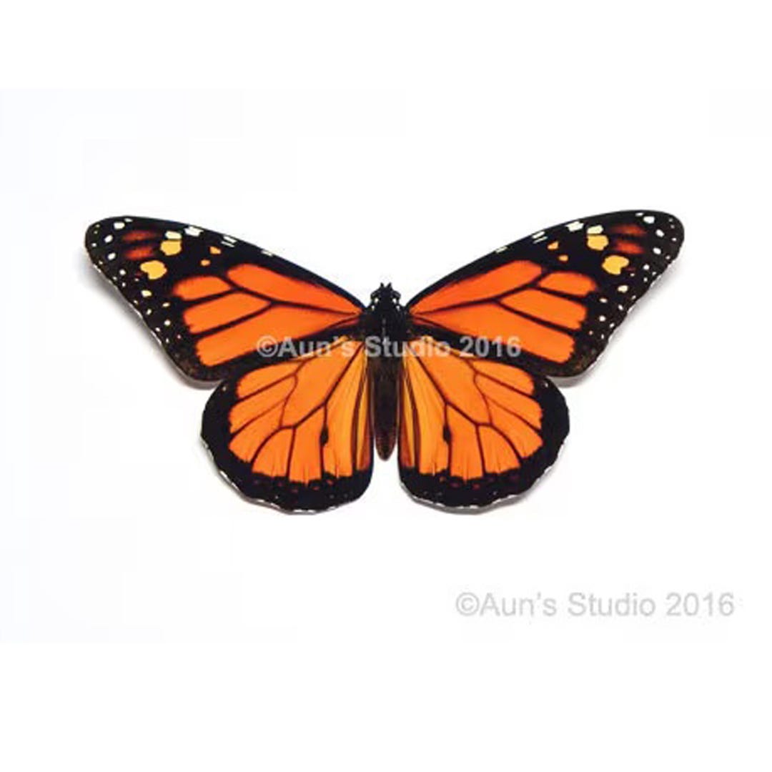 Paper Butterfly Cut Outs - 5 Monarch Butterflies One Sided - Etsy