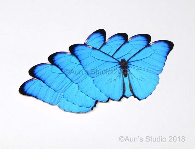 Blue Butterfly Paper Cutouts Realistic Morpho Butterfly - Etsy