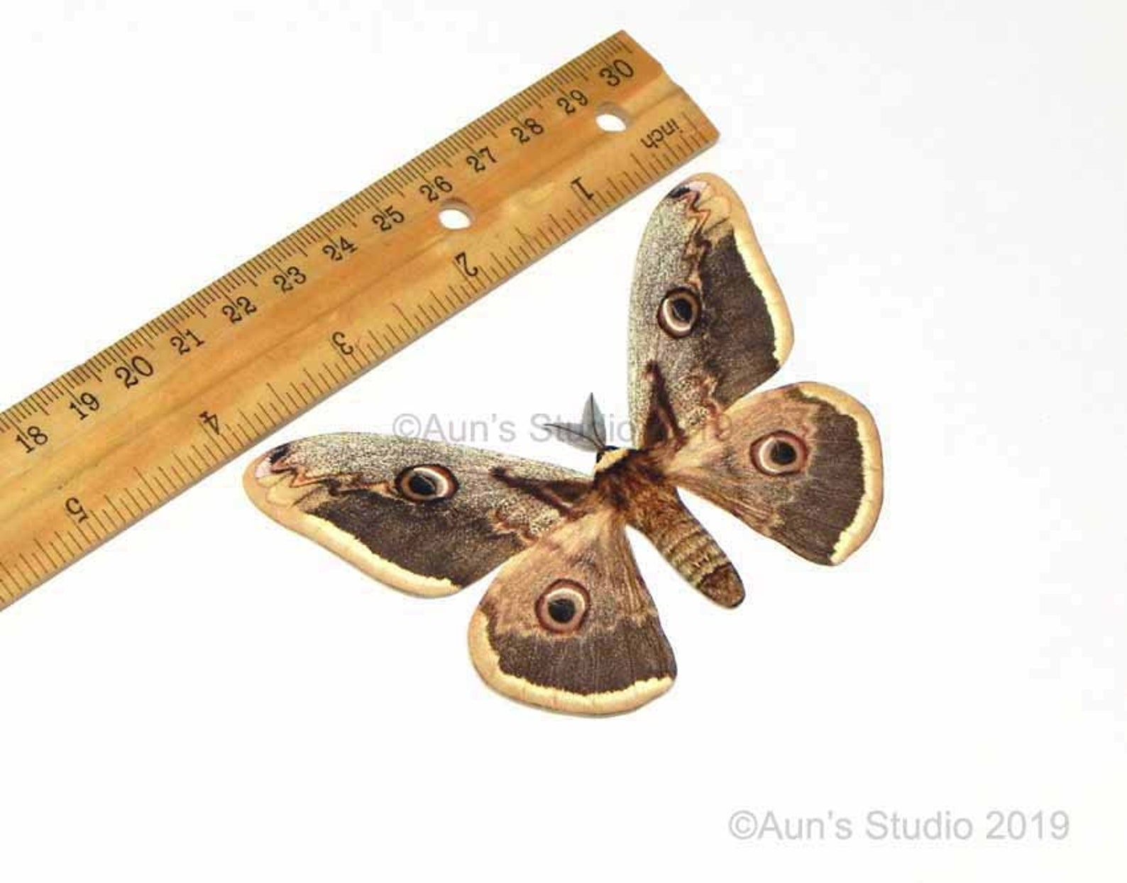 Realistic Paper Moths Great Peacock Moth Paper Cutouts Set of - Etsy