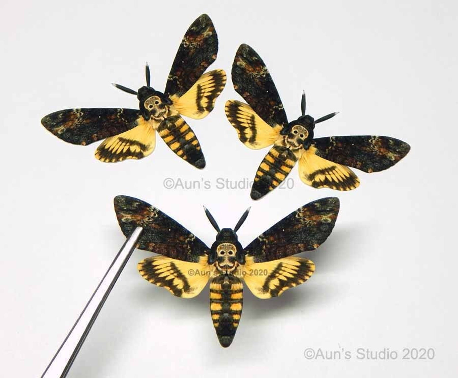 Realistic Paper Moth Cutouts Death's-head Moth 3 - Etsy