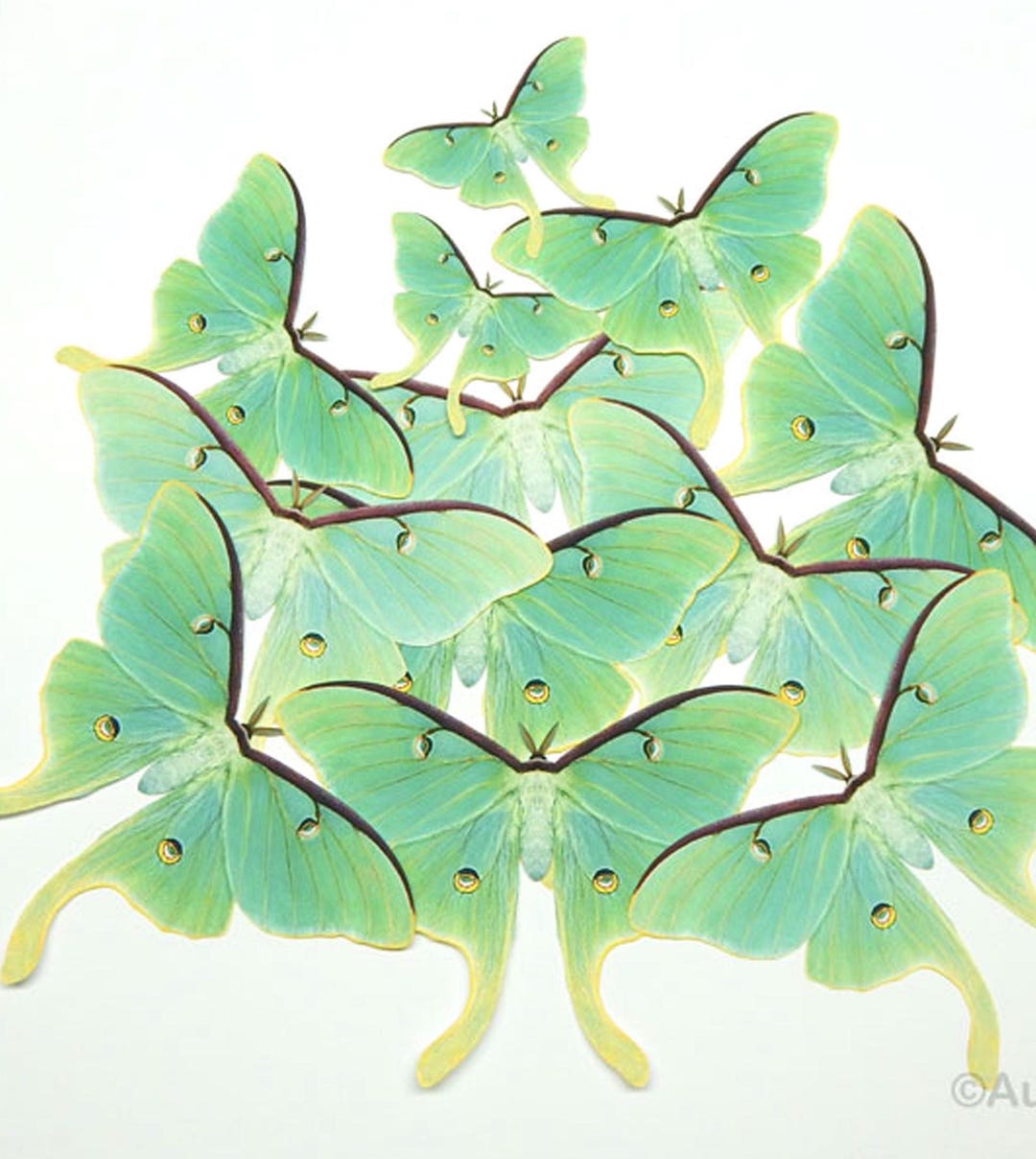 Female Luna Moth Paper Cutouts, 12 Pieces, One Sided SPECIAL OFFER - Etsy