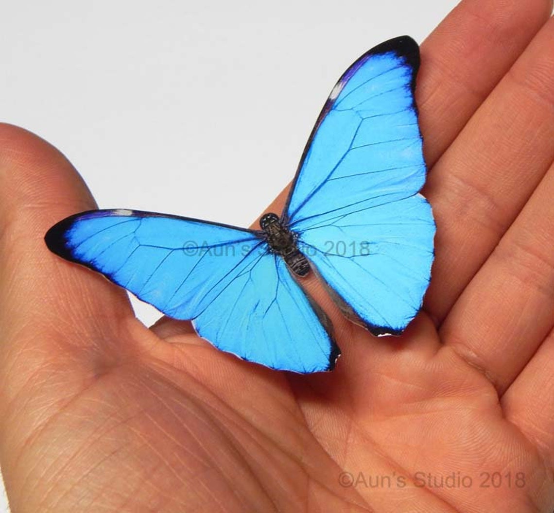 Blue Butterfly Paper Cutouts Realistic Morpho Butterfly Mockup, 4 ...