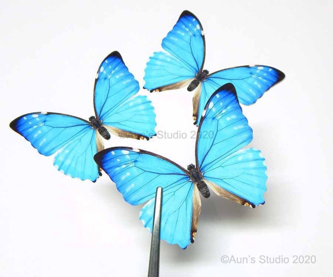 Double Sided Bright Blue Realistic Paper Butterfly Cutouts, 3 Pieces - Etsy