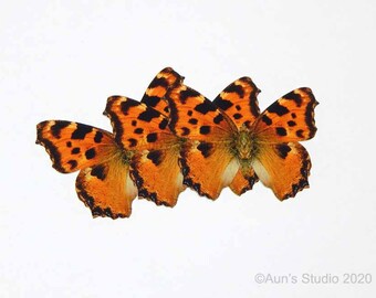 Papercraft 3 Realistic Tortoiseshell Butterfly cutouts Craft Supplies ...