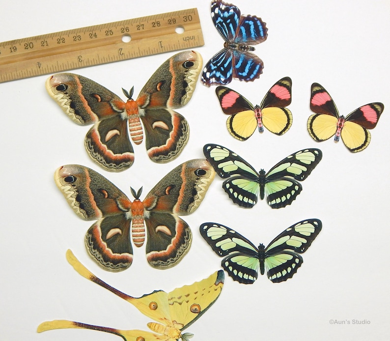 Butterfly and Moth Paper Cutouts Mix Imperfect Pack Discount - Etsy