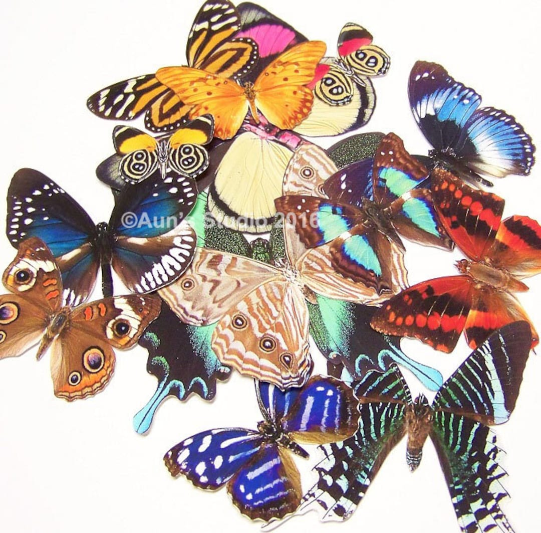 Realistic Paper Butterflies, Ready to Use Cut Outs - 10 Pieces - Etsy