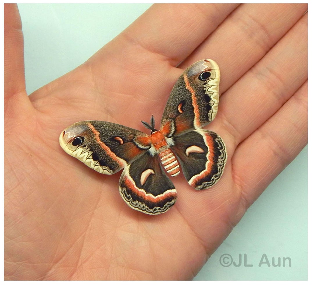 Small Cecropia Paper Moths, Set of Three Premium Cutouts, One Sided - Etsy