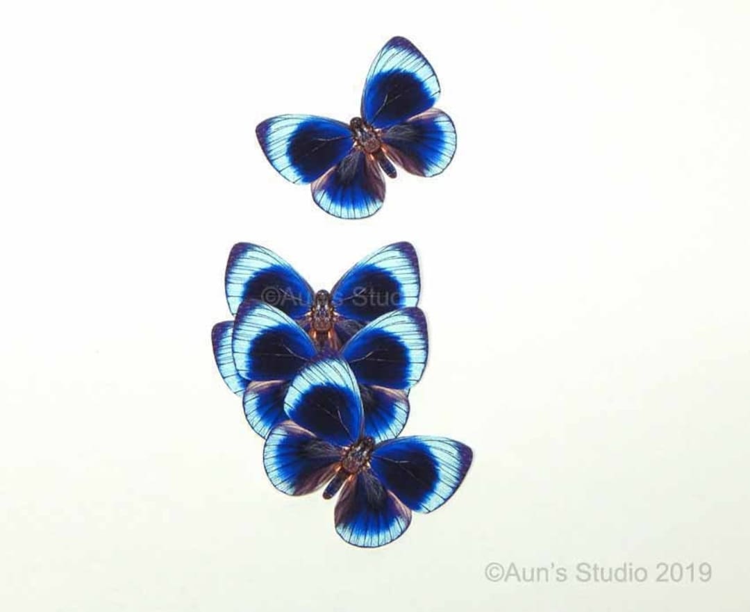 Dark Blue Butterflies Paper Cutouts Ready to Use One Sided 5 Pieces - Etsy