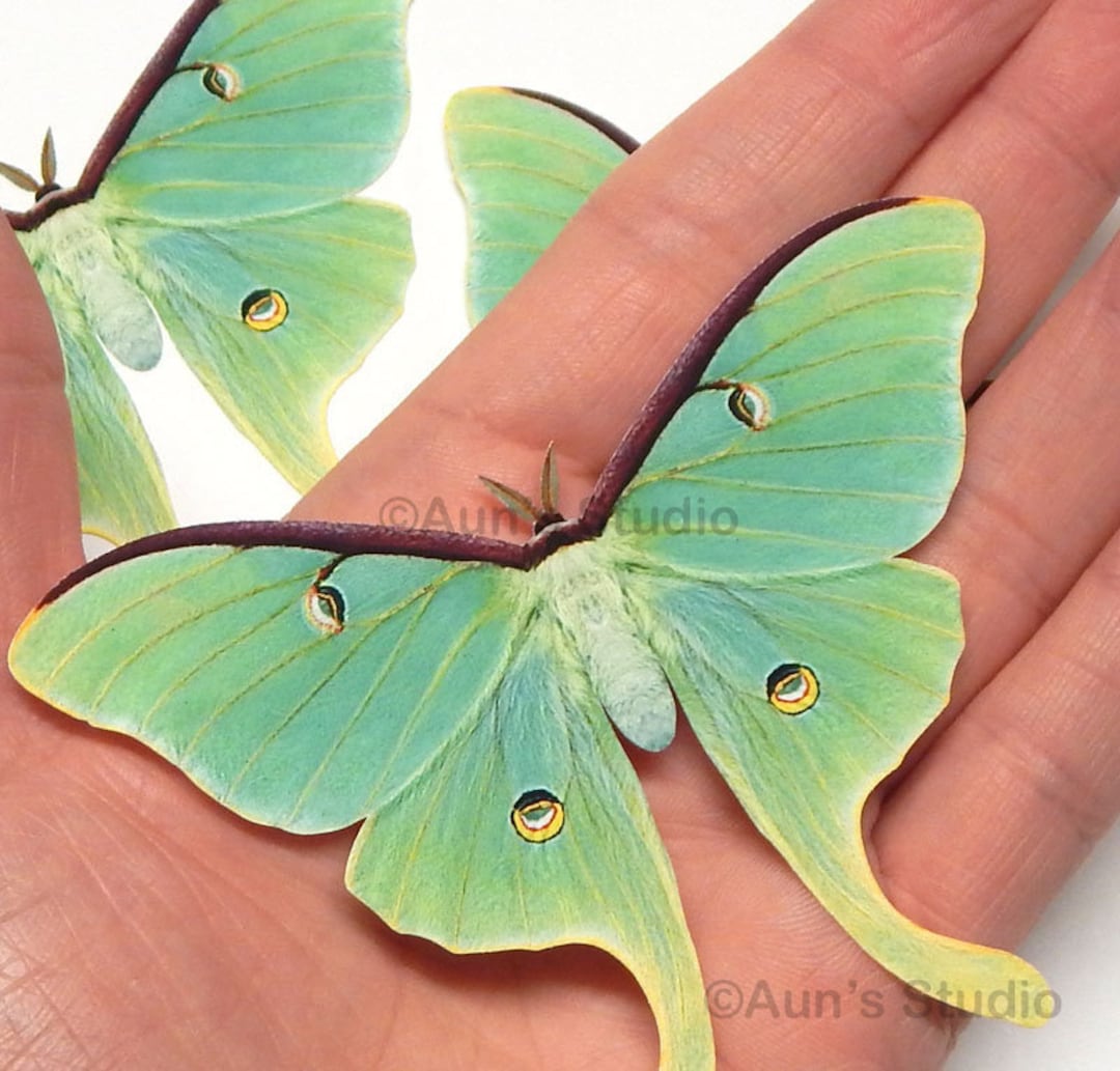 Life-like Paper Luna Moth Cutouts - Female Moths Set of Three - Etsy