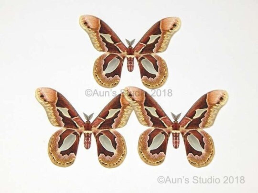 Double Sided Paper Moth Cutouts Set of 3 - Etsy