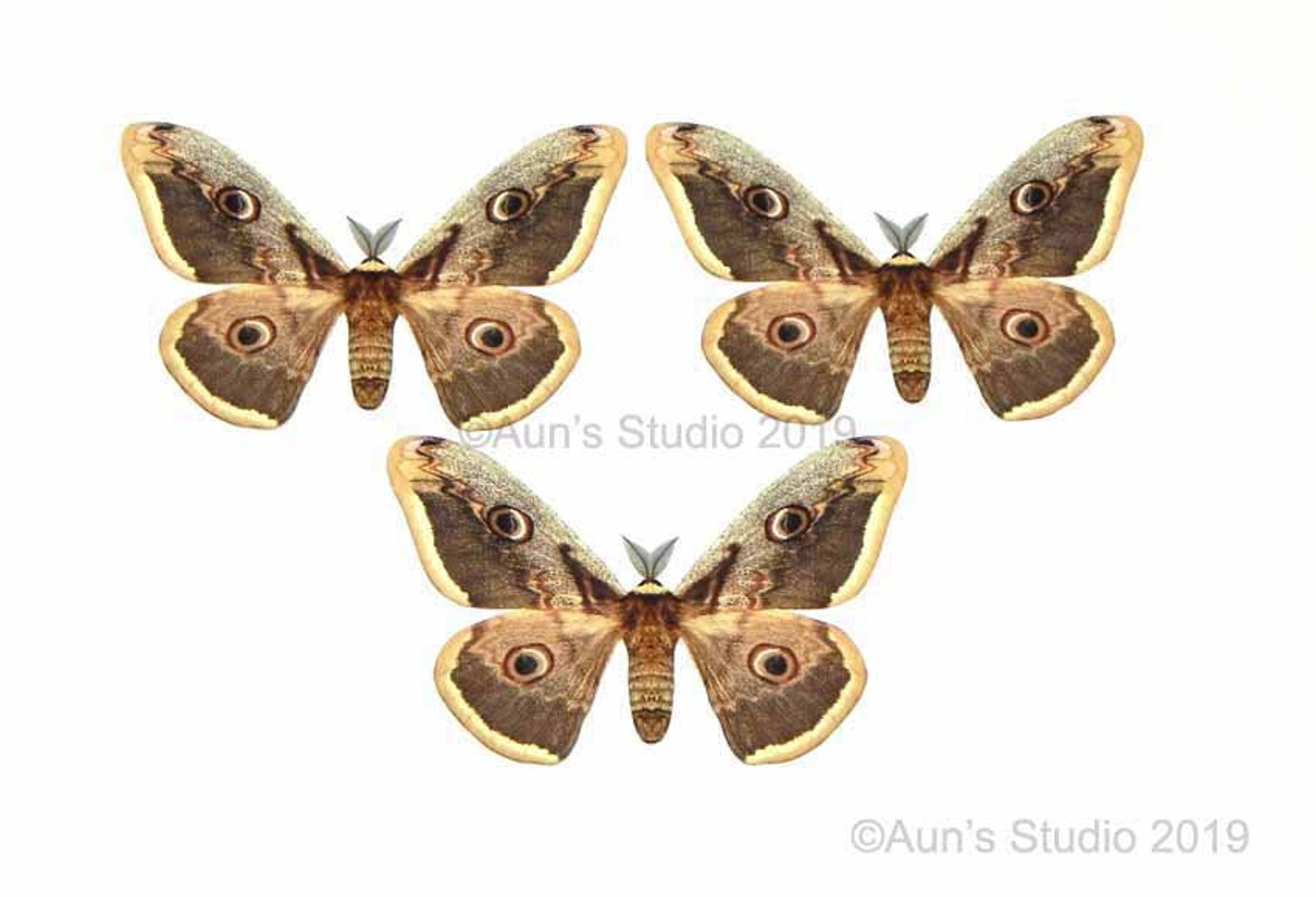 Realistic Paper Moths Great Peacock Moth Paper Cutouts Set of - Etsy