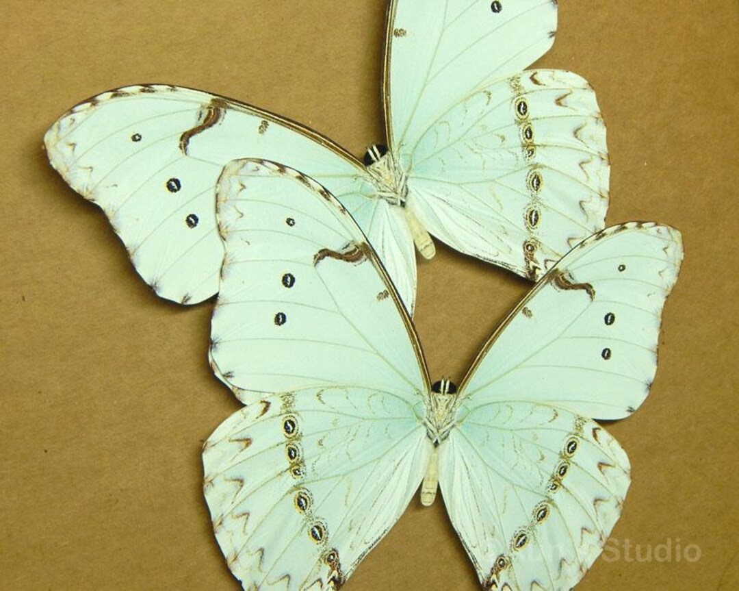 Large Double Sided Light Blue Paper Butterflies - Etsy