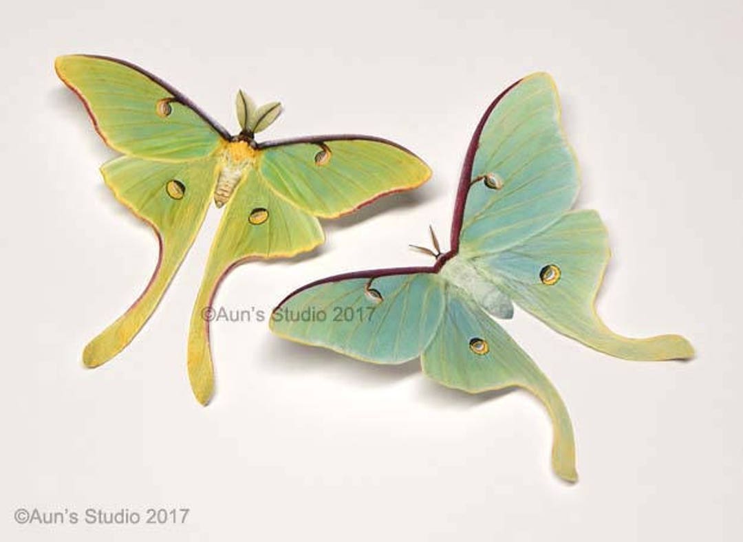 Life-like Paper Butterfly Cutouts Luna Moth Pair - Etsy