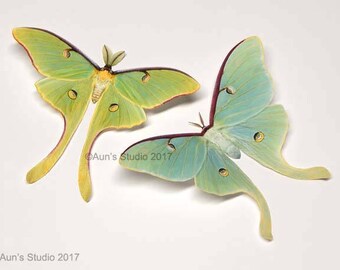 Medium Luna Moth Paper Cutouts, Realistic Paper Moths, 5 Pieces - Etsy