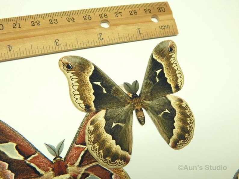 Realistic Paper Silk Moth Cutouts: Set of 3, One-sided - Etsy