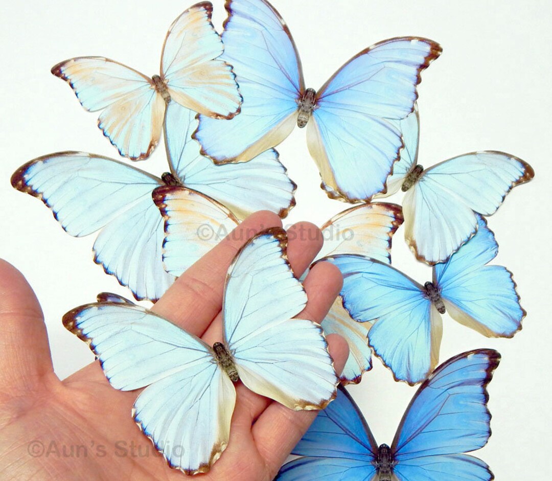 Light Blue Paper Butterflies 10 Pieces Single Sided Cutouts - Etsy
