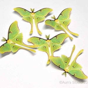 Medium Luna Moth Paper Cutouts, Realistic Paper Moths, 5 Pieces, One ...