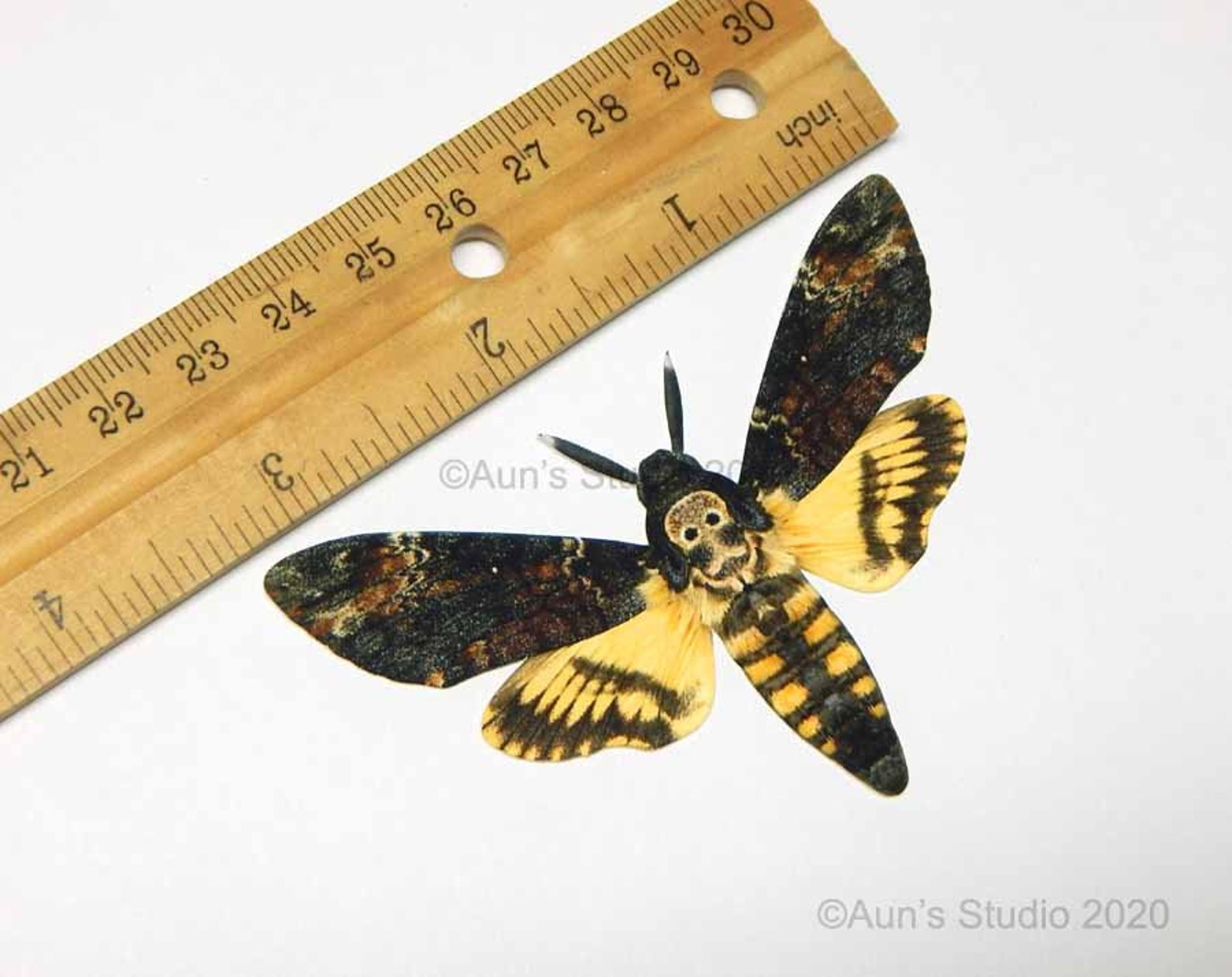 Realistic Paper Moth Cutouts Death's-head Moth 3 - Etsy