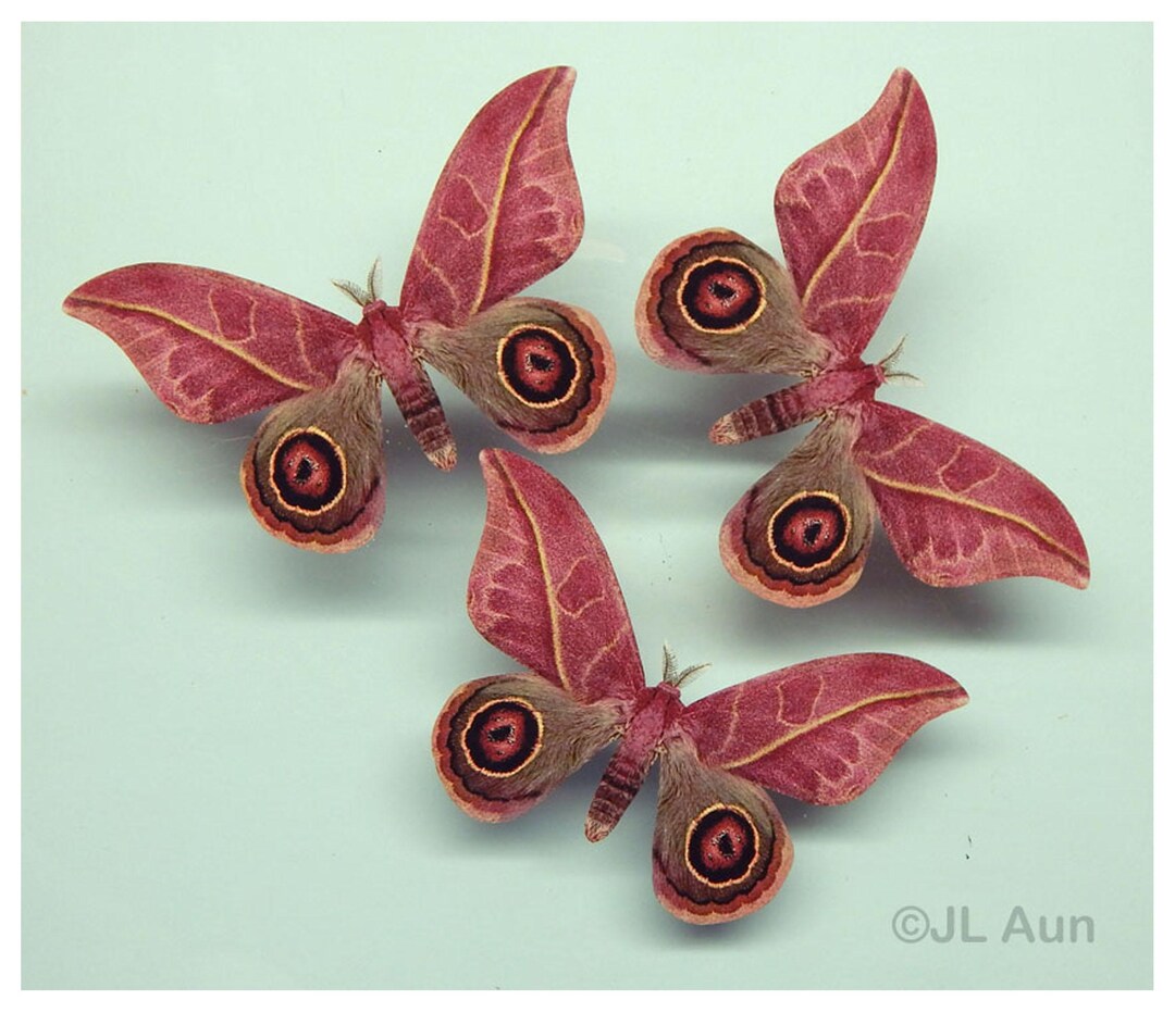Realistic Paper Moth Cutouts, Double Sided, Pink Silk Moth 3 Pieces - Etsy