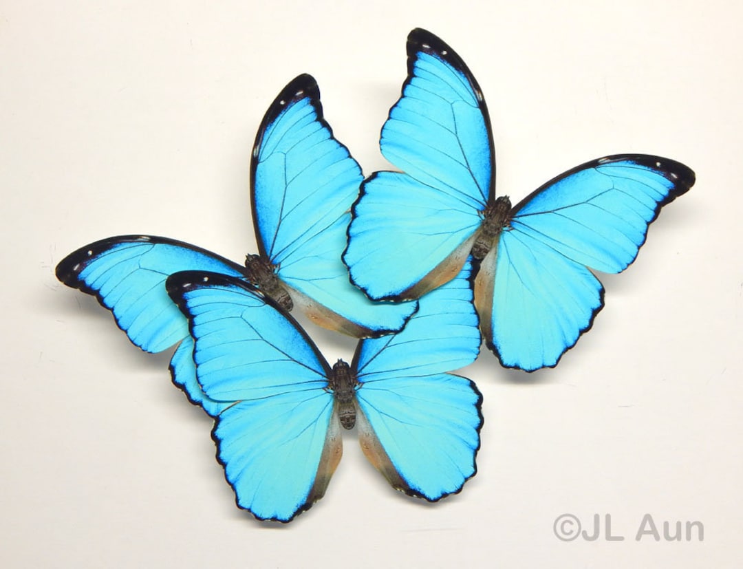 Large Blue Morpho Paper Butterflies, Realistic Paper Butterfly Cutouts ...