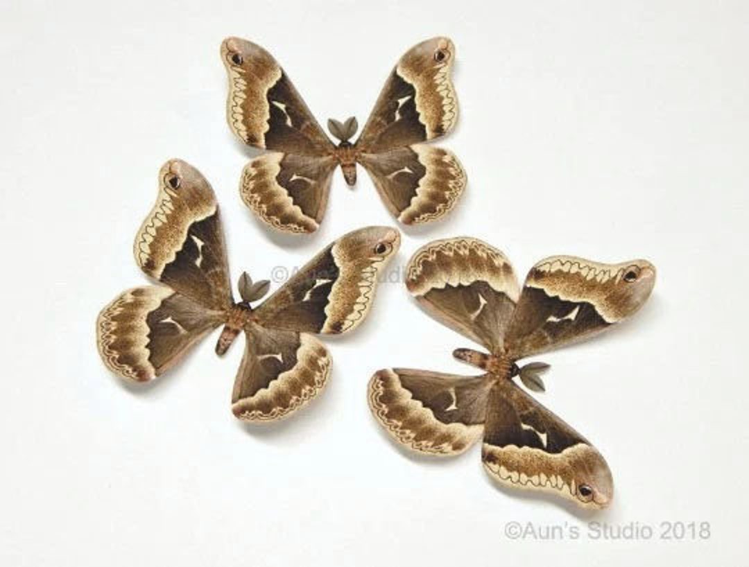 Paper Moths, Realistic Moth Cutouts, Tulip Tree Silk Moths Set of 3 One ...