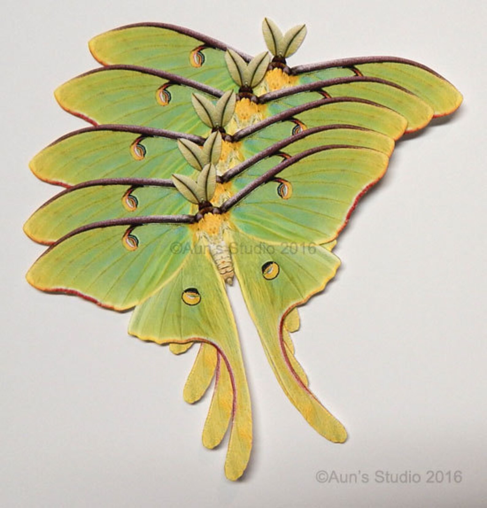 Luna Moth, Luna Moth Paper Cutouts, Realistic Paper Moths, 5 Pieces - Etsy