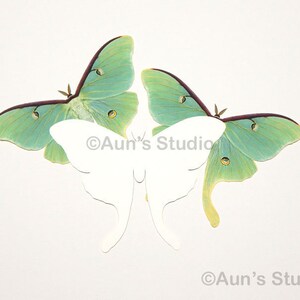 Life-like Paper Luna Moth Cutouts Female Moths Set of Three - Etsy