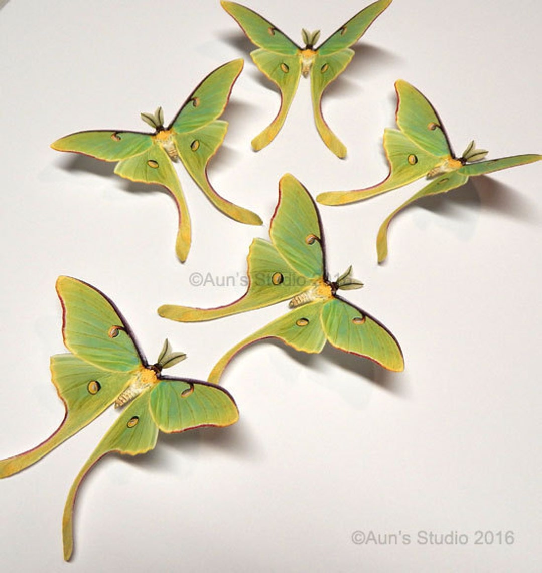 Luna Moth, Luna Moth Paper Cutouts, Realistic Paper Moths, 5 Pieces - Etsy
