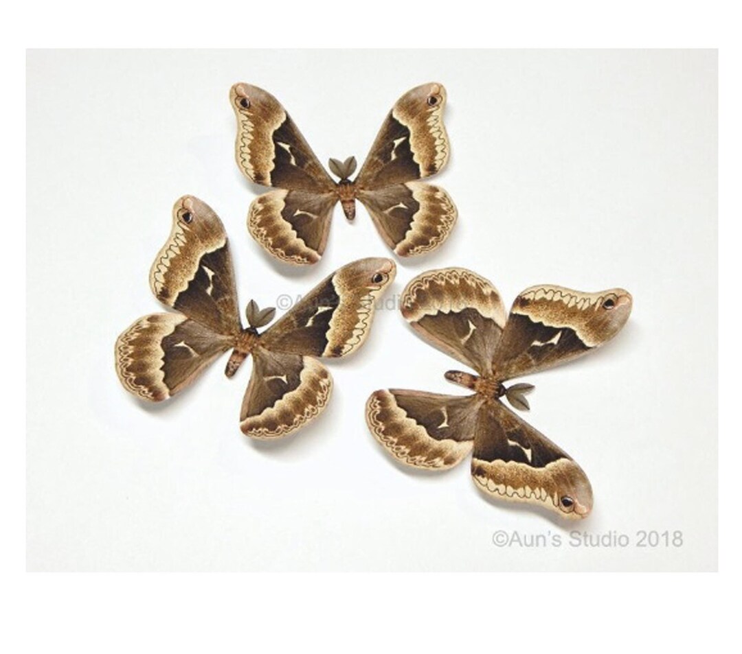 DOUBLE SIDED Paper Moths, Realistic Moth Cutouts, Tulip Tree Moths Set ...
